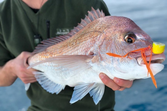 Shallow Water Lures for Snapper - The Fishing Website