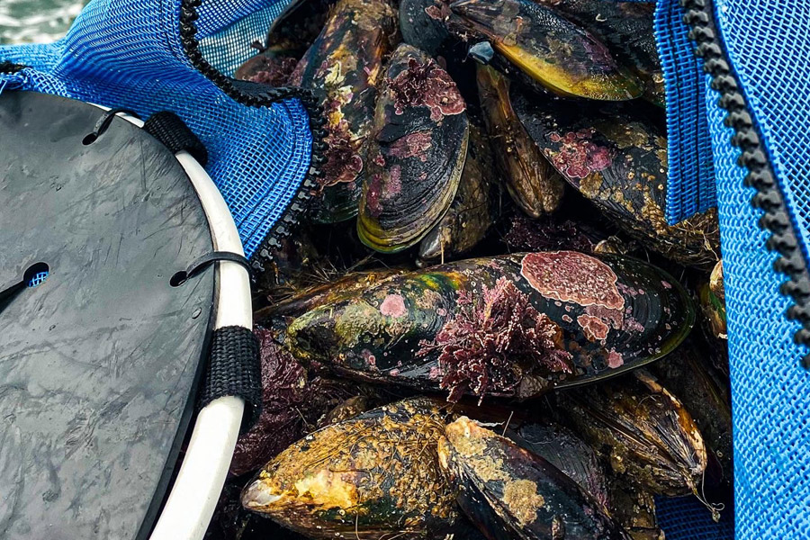 Bay of Plenty Shellfish Biotoxin Warning - The Fishing Website