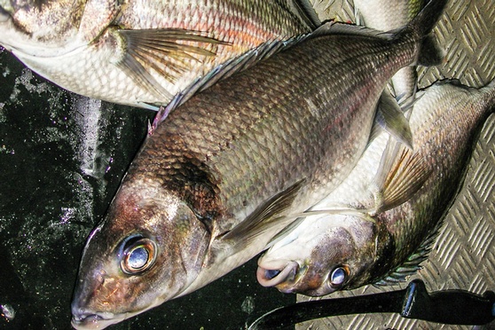 Tarakihi Catching Tips - The Fishing Website