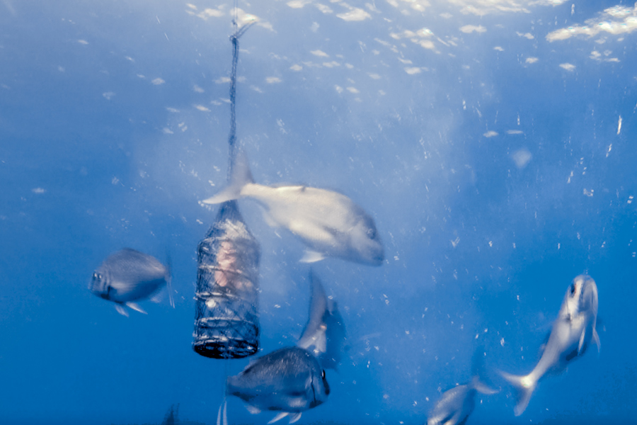 Berley Basics For Snapper Fishing - The Fishing Website