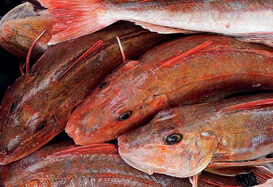 Pegasus Bay fish spots - The Fishing Website