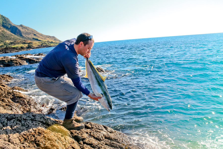 Land-based fishing for kingfish - The Fishing Website