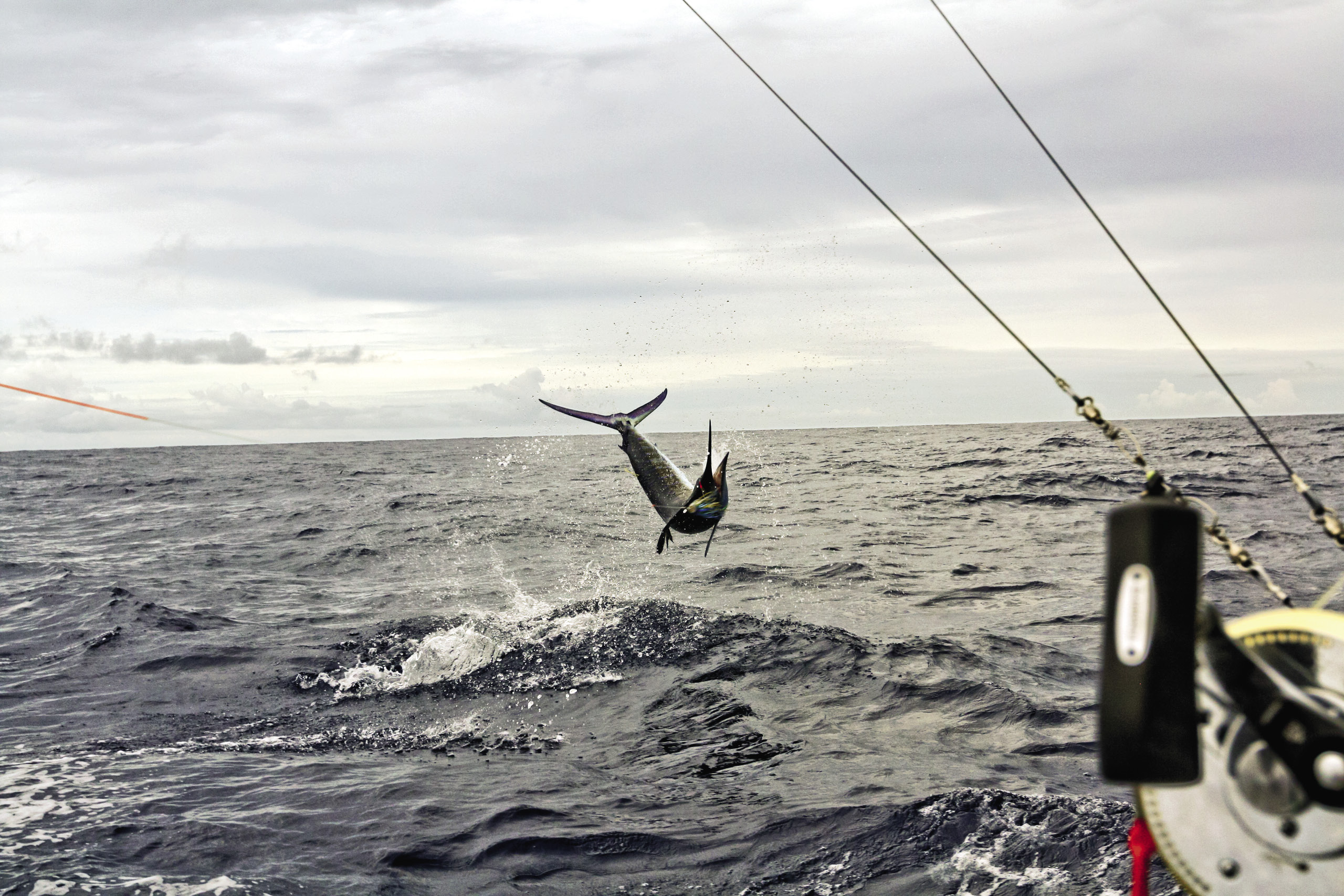 Catching striped marlin solo - The Fishing Website