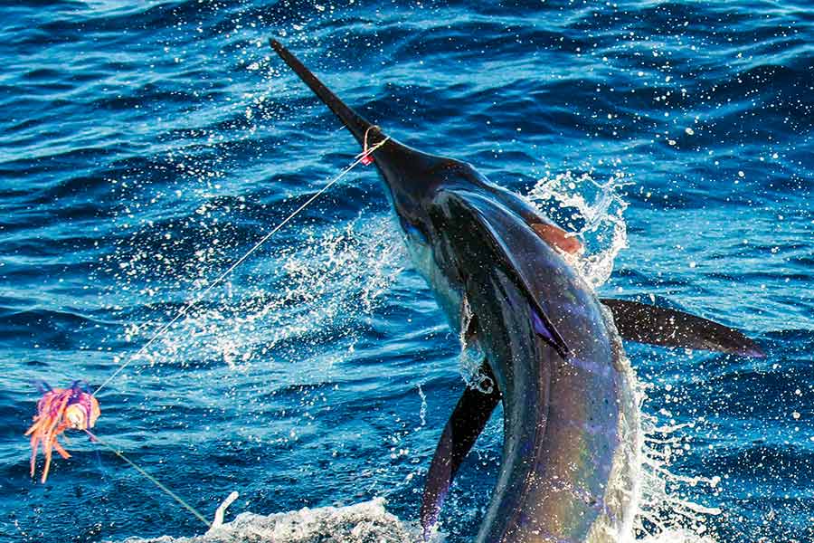 Rigging Game Lures - The Fishing Website