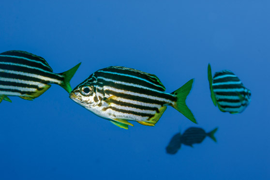 Mado profile - The Fishing Website