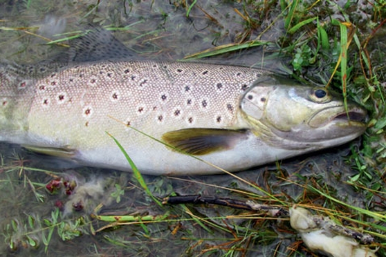 Didymo and south island rivers - The Fishing Website