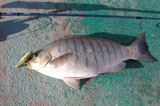 Fishing for Porare - The Fishing Website