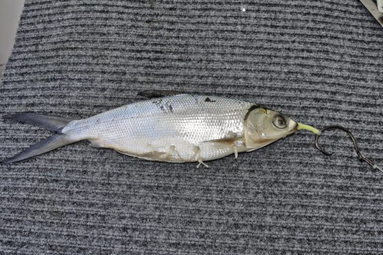 Gamefishing - rigging a skipbait - The Fishing Website