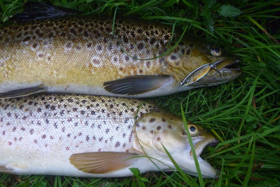 Tackle Review: Black Magic Freshwater Lures (2015) - The Fishing Website