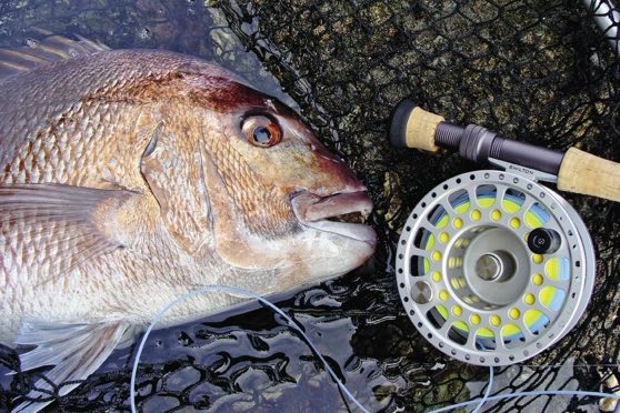 Salt Water Flyfishing for Snapper - The Fishing Website