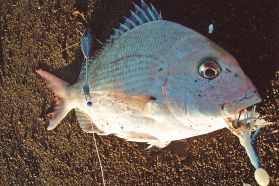 Two Surfcasting Rigs - Slider Live-Bait Rig & Imp Pulley Distance Rig ...