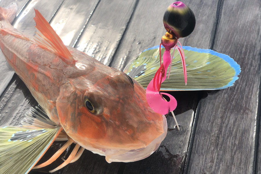 How to catch Gurnard - The Fishing Website