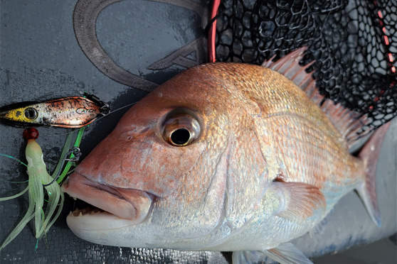 Hauraki Gulf Fishing Report - September 10th, 2020 - The Fishing Website