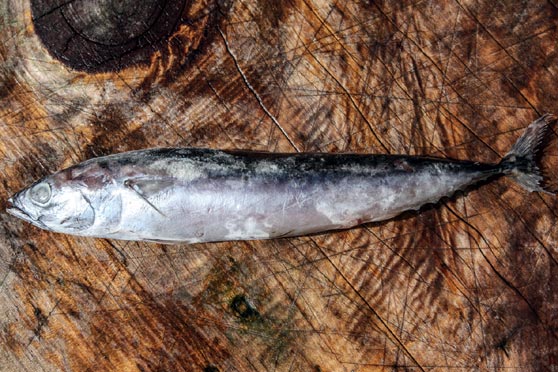 Big Fish Baby Tuna baits - The Fishing Website