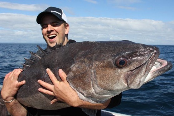 How to Catch Hapuku - The Fishing Website
