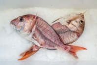 Bite Times - The Fishing Website