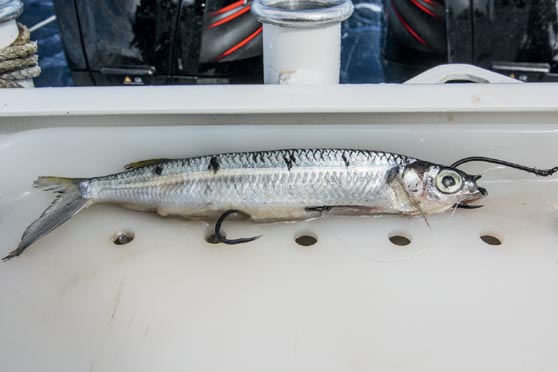 Top Catch XOS Piper baits - The Fishing Website