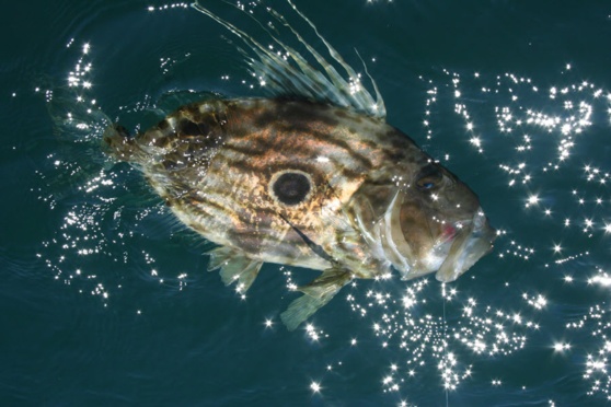 Edge Fishing Tackle Talk Q&A - The Fishing Website