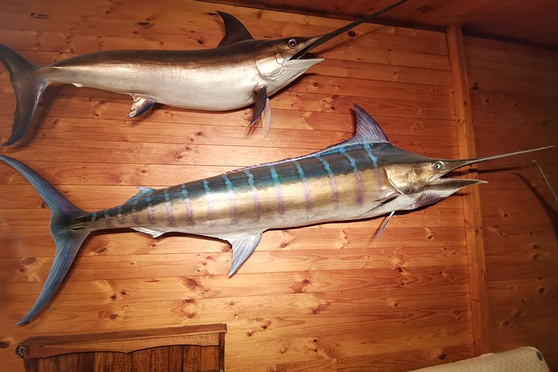 Notable Trophy Mounts For Sale - The Fishing Website