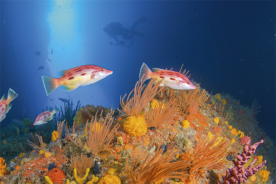 Striped pigfish - The Fishing Website