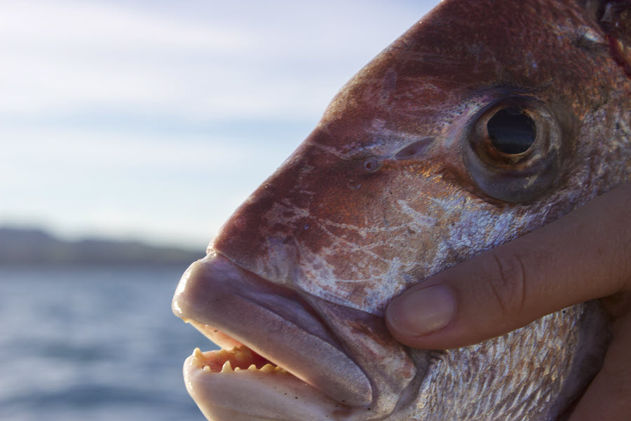 Using Fish Offcuts - The Fishing Website