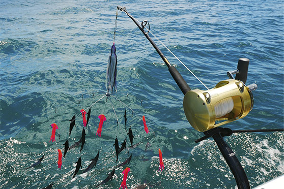 How to use marlin teasers - The Fishing Website