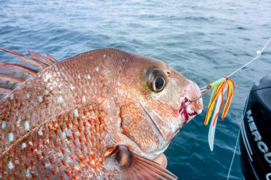 New season tackle from Black Magic (2019) - The Fishing Website