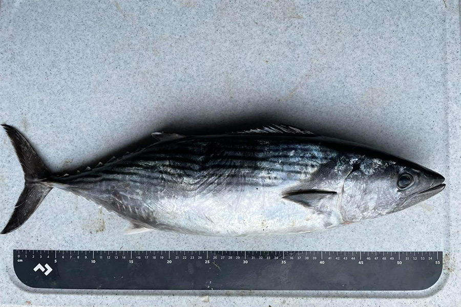 Rare Bonito Caught in Bay of Islands - The Fishing Website