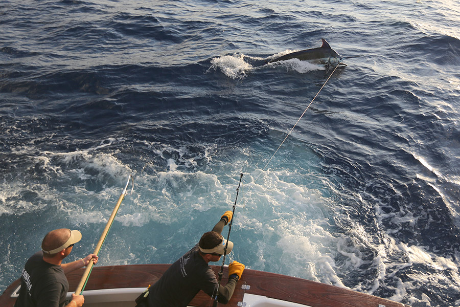 Which Clips for Saltwater Fishing? - The Fishing Website