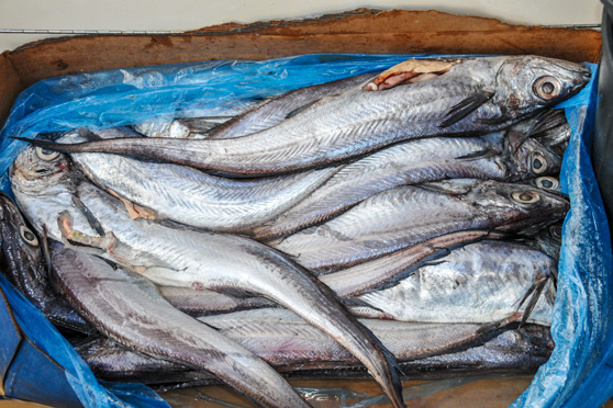 Hoki under-reporting and dumping - The Fishing Website