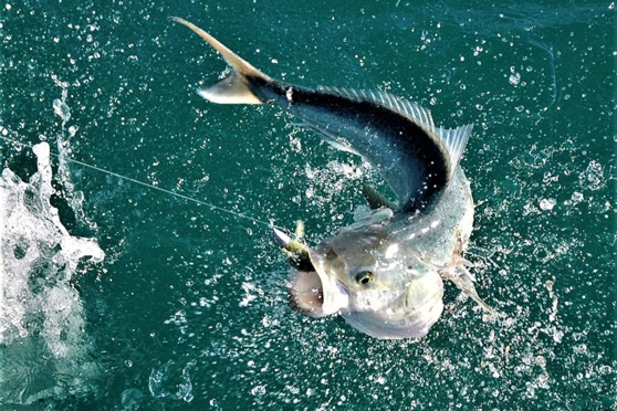 Why Do Fish Jump? - The Fishing Website