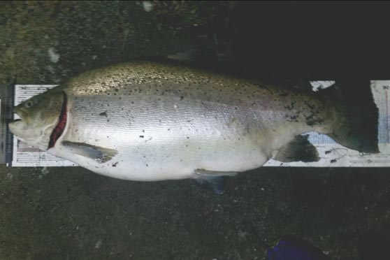 Massive 42lb trout caught and released - The Fishing Website