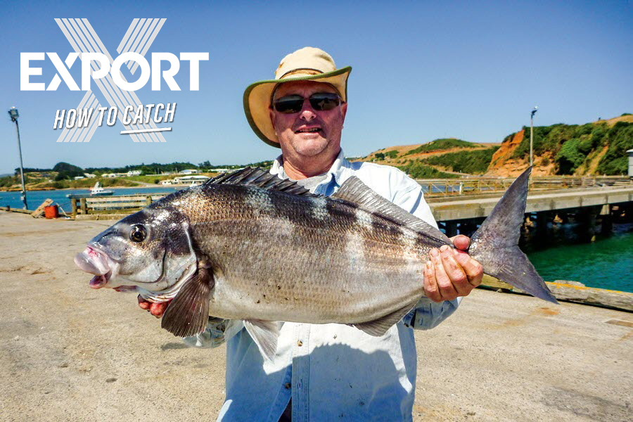 How to Catch: Blue Moki and Bluenose - The Fishing Website