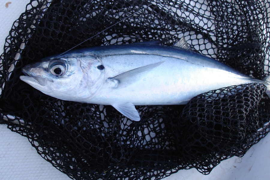 Koheru - The Ultimate Baitfish - The Fishing Website