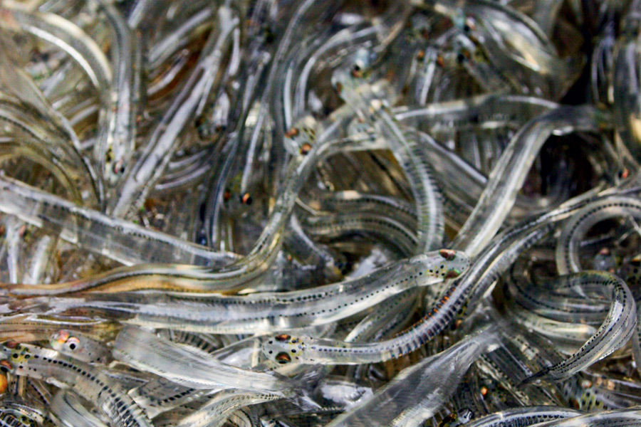 Top 10 Whitebaiting Tips - The Fishing Website