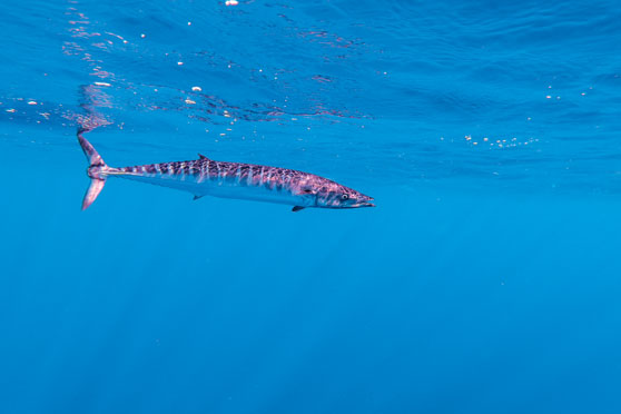 Sportfishing in the Cook Islands - The Fishing Website