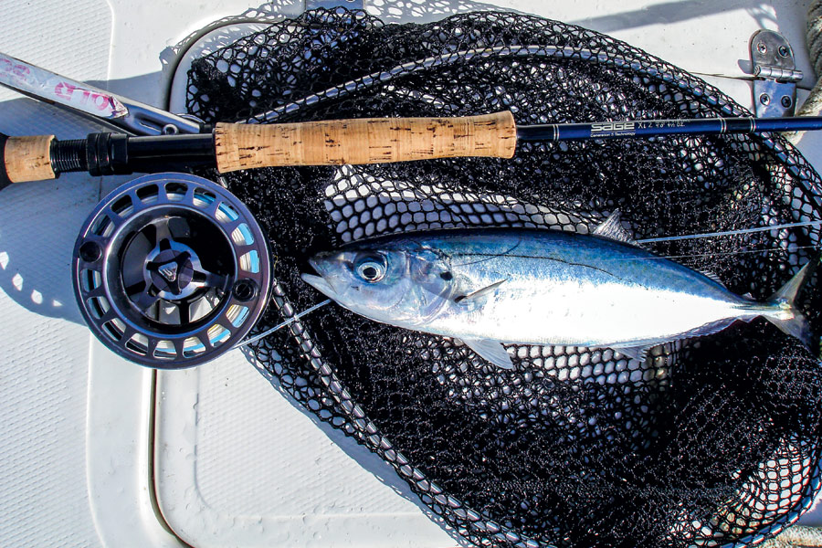 How to Catch Koheru - The Fishing Website