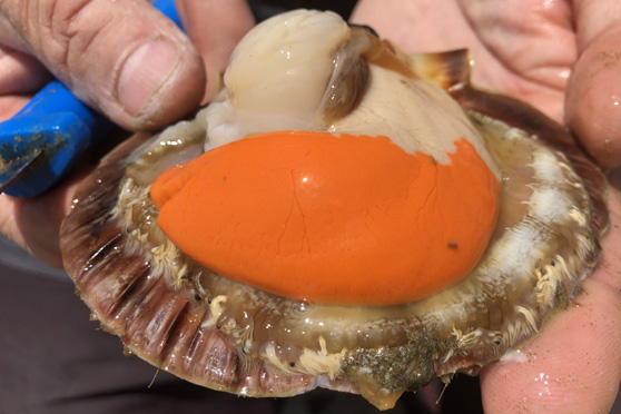 Auckland Scallop Season Opens today - 1 September - The Fishing Website