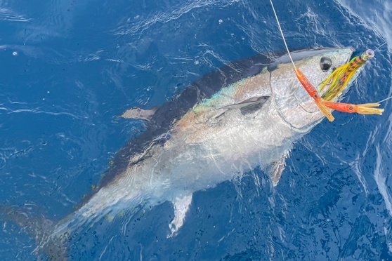 Catching Southern Bluefin Tuna - The Fishing Website