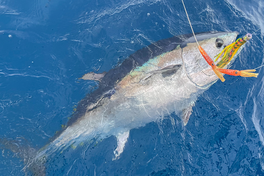Catching Southern Bluefin Tuna - The Fishing Website