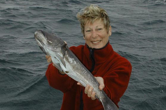 Blue Cod rules change tomorrow for Marlborough Sounds - The Fishing Website