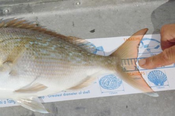 The Health of our Snapper Fishery SNA1 - The Fishing Website