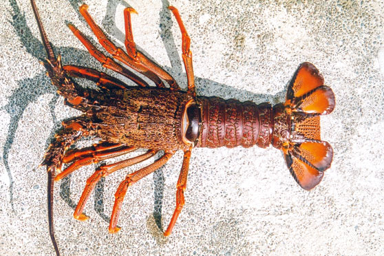 Crayfish daily bag to be halved? - The Fishing Website