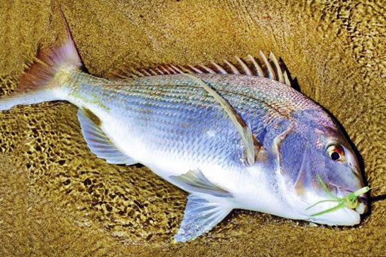 How to catch snapper off the beach - The Fishing Website