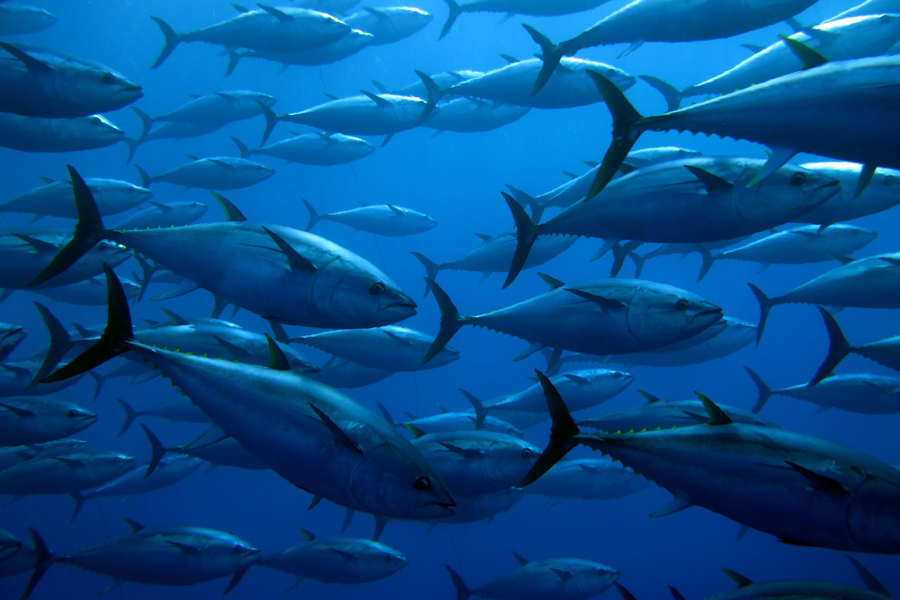 Trolling for Southern Bluefin Tuna - The Fishing Website
