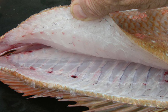 Better tasting fillets - The Fishing Website